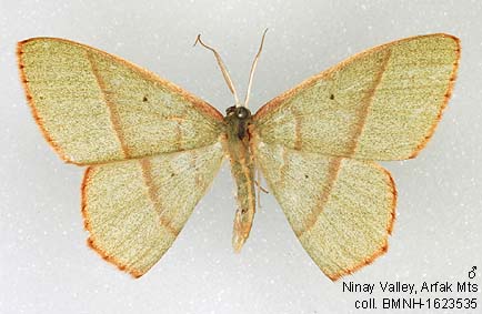 Papua Insects Foundation (Lepidoptera/Geometridae(Geometrinae ...